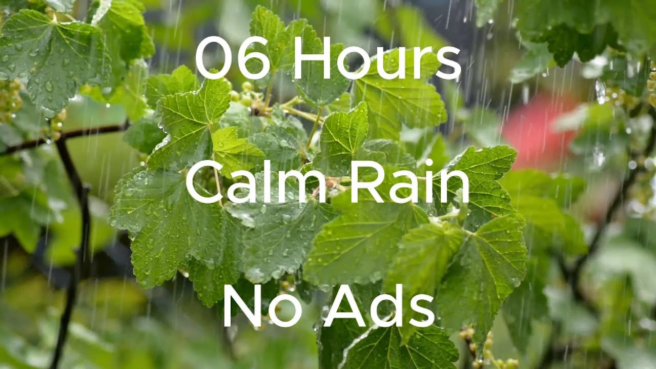 Calm Rain in the Forest | Relax | No Ads #rainoundforsleep - YouTube