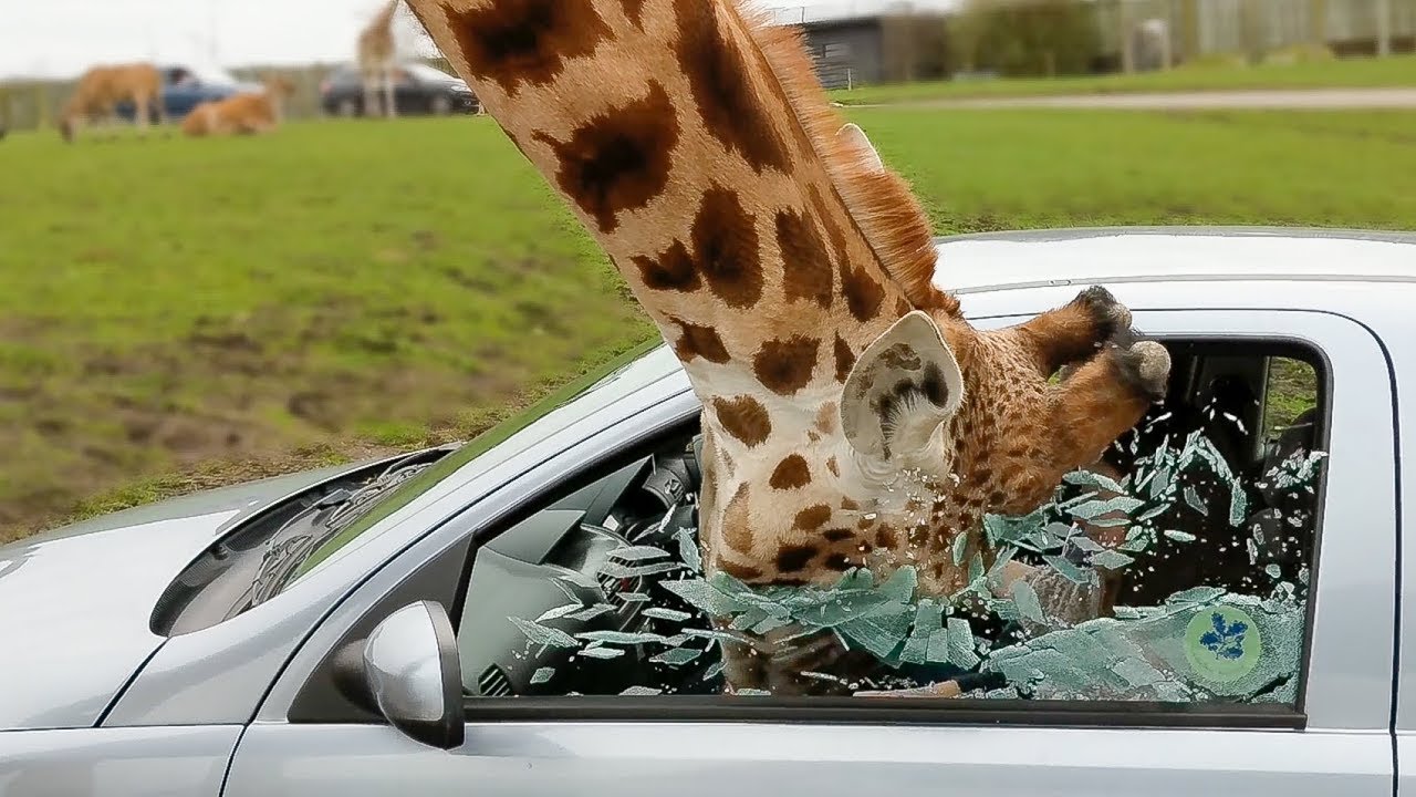 GIRAFFE SMASHES CAR WINDOW - YouTube