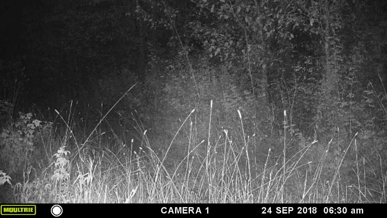 Moultrie A 30 - YouTube