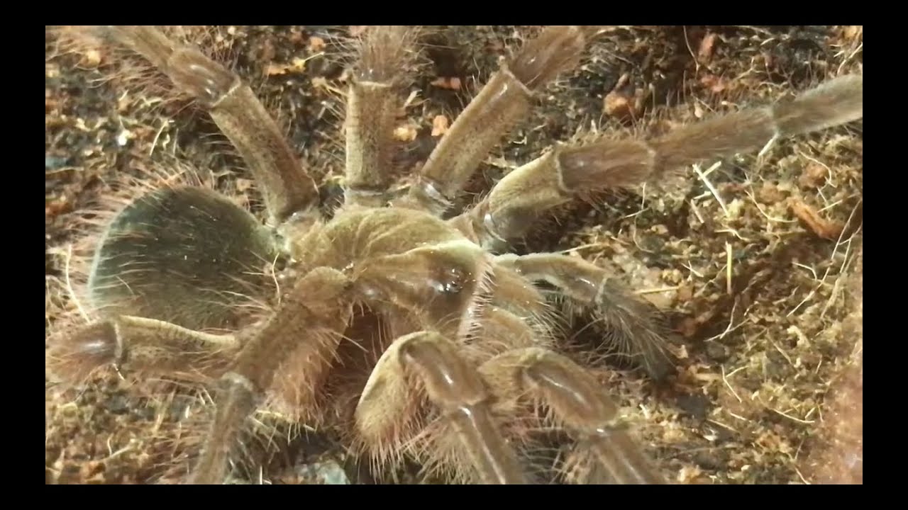 Nueva Tarántula MÁS GRANDE DEL MUNDO!~Theraphosa Blondi. - YouTube