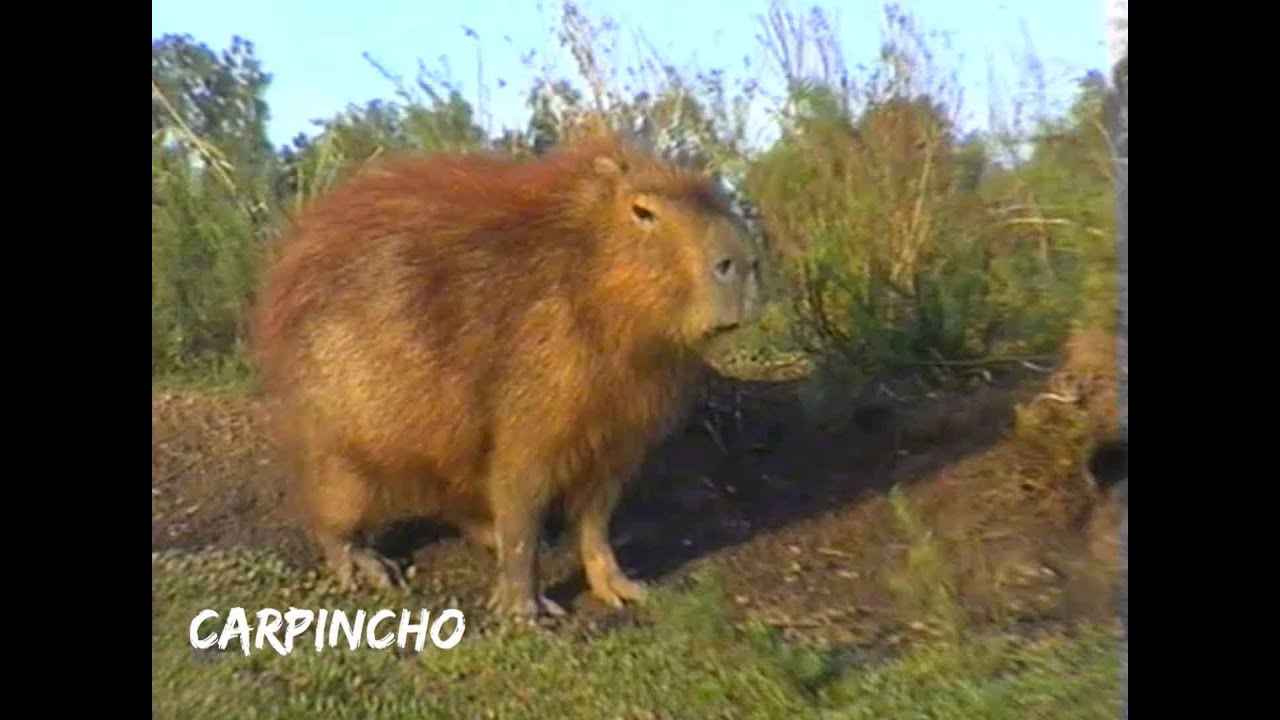Fauna de los humedales - YouTube