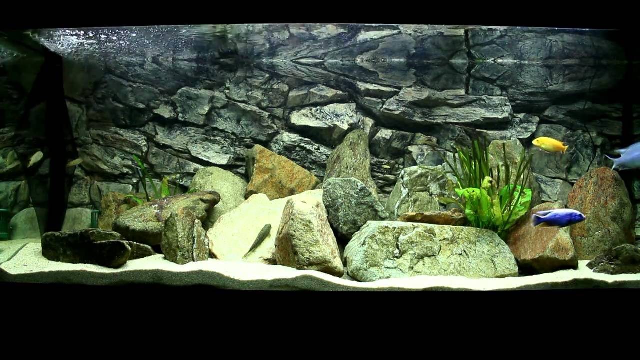 My Juwel Rio 400 Liter Malawi Cichlids Fishtank HD - YouTube