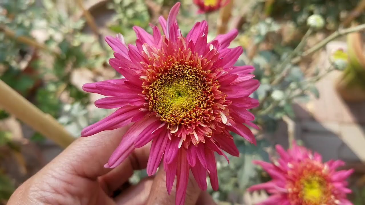 Chrysanthemum Flowers Colors at Asim Garden | Gul-e-Daudi Flowers - YouTube