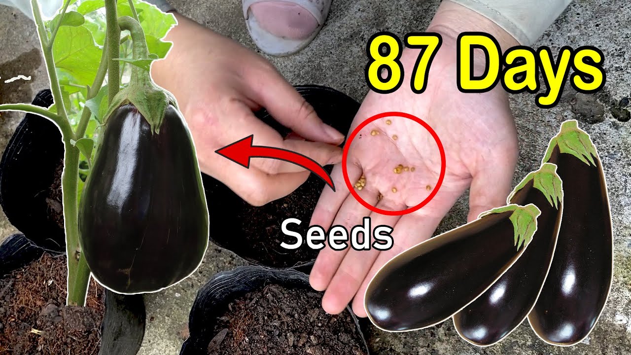 How to propagate Eggplant from seeds || Full 87 days || With 100% ...