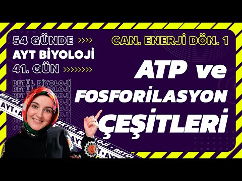41) ATP ve Fosforilasyon Çeşitleri | 12. Sınıf Biyoloji | 2024 AYT Biyoloji 41. Gün