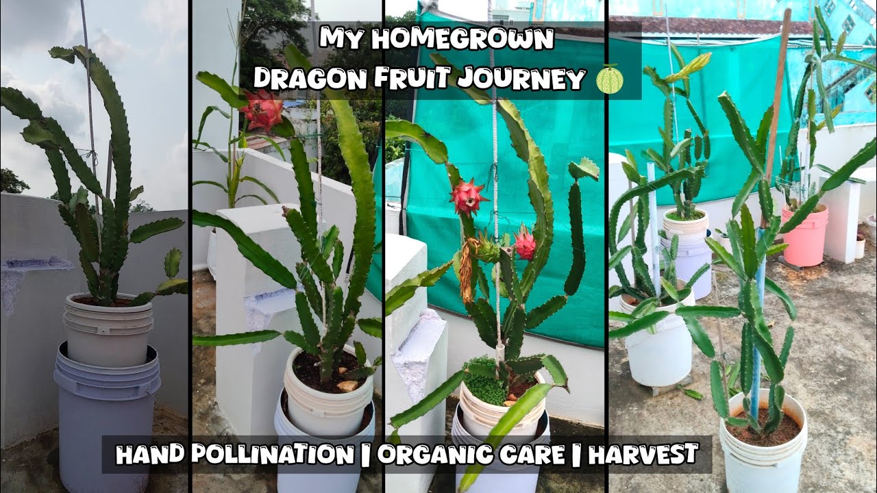 From Repotting to Harvest | Dragon Fruit Full Journey in 46 Days | Hand ...