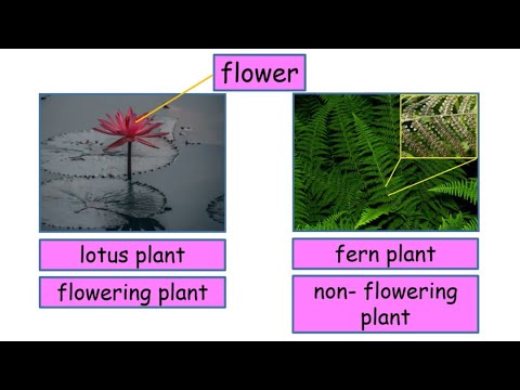 DLP Science Year 1 Unit 6 Plants - YouTube