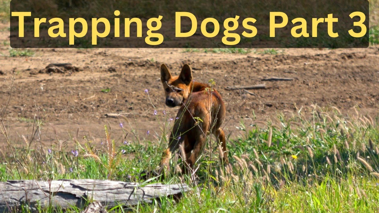 Trapping Wild Dogs Part 3 : Dogs Boars and Feral Cats - YouTube