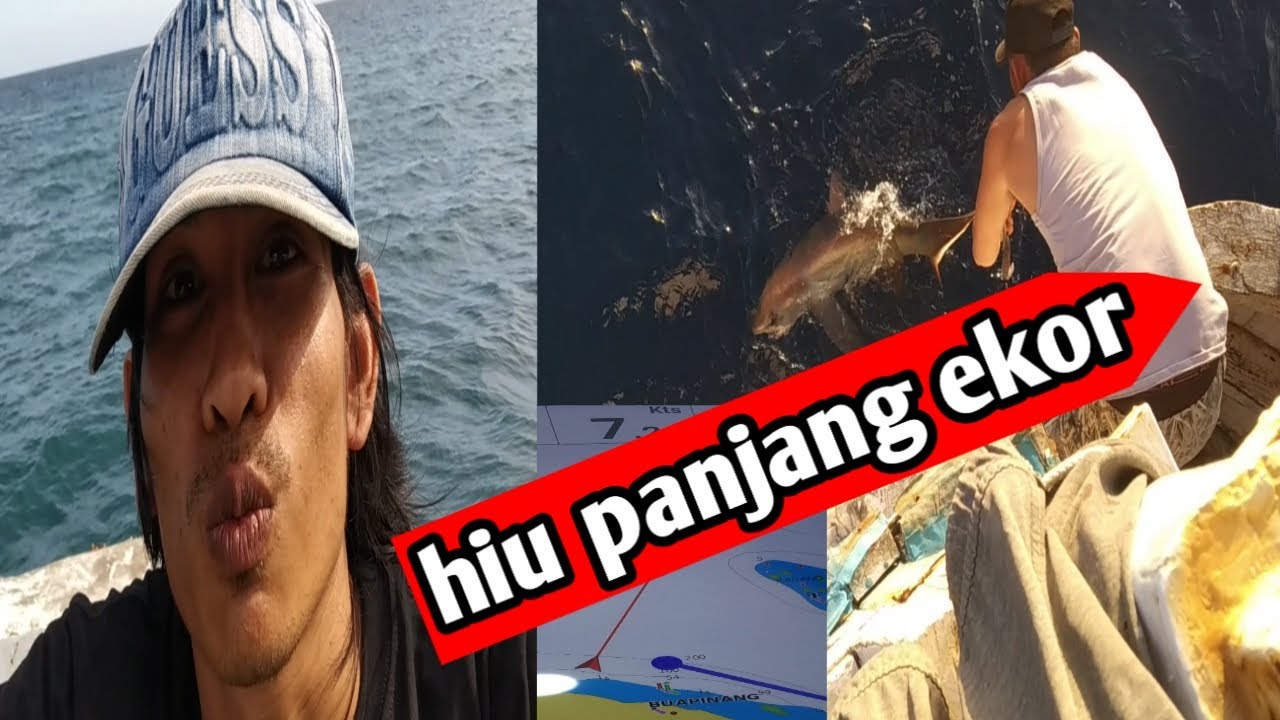 process of releasing tresher shark. hiu tikus - YouTube