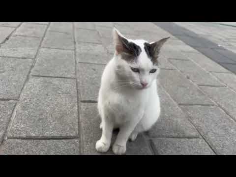 King of Taksim Square – The Cat Who Greeted Me I Taksim Meydanının Kralı: Ortada Oturuyor