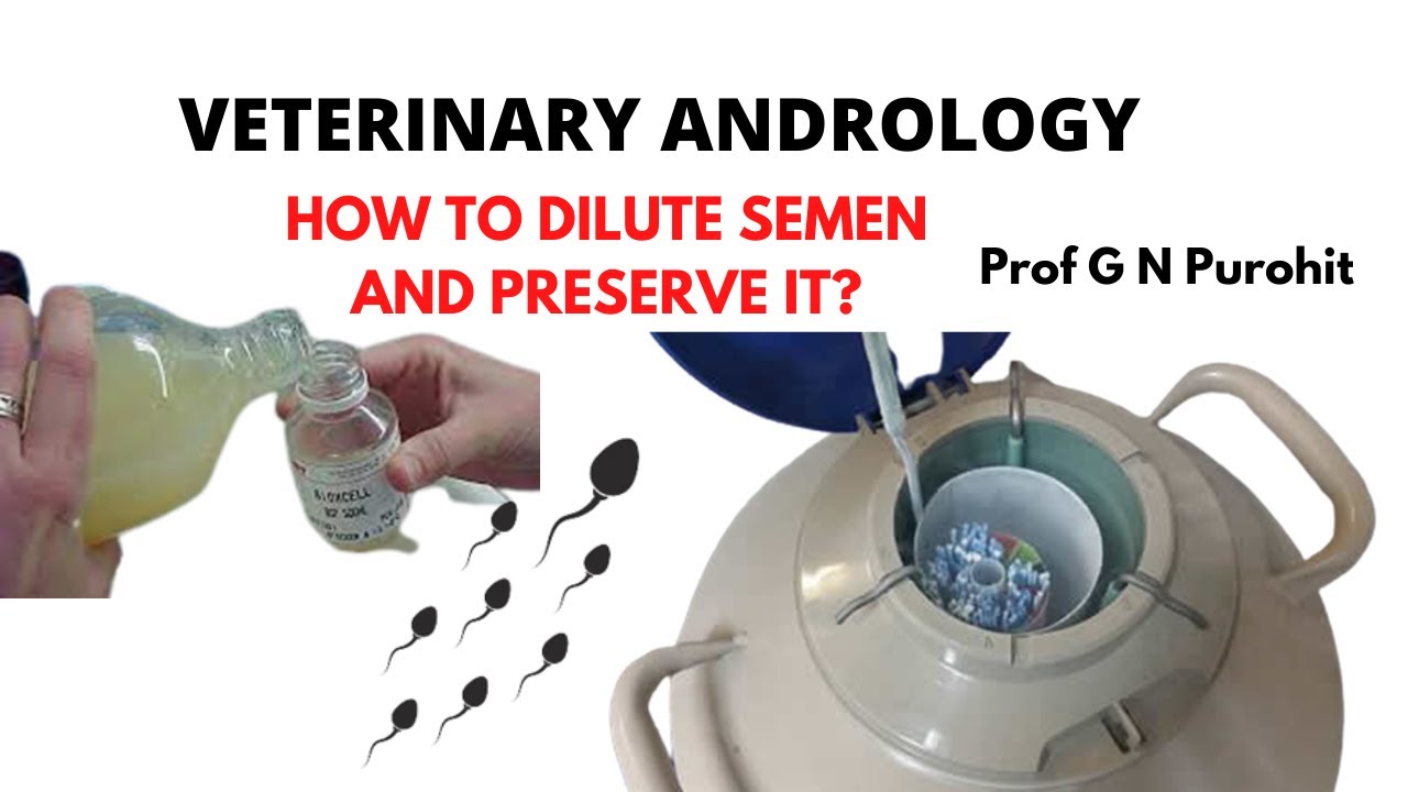Veterinary Andrology I Semen dilution and its preservation I Liquid I ...
