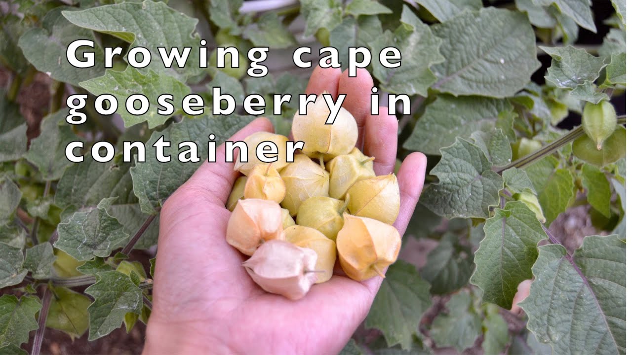 How to grow cape gooseberry in container | Physalis Peruviana - YouTube