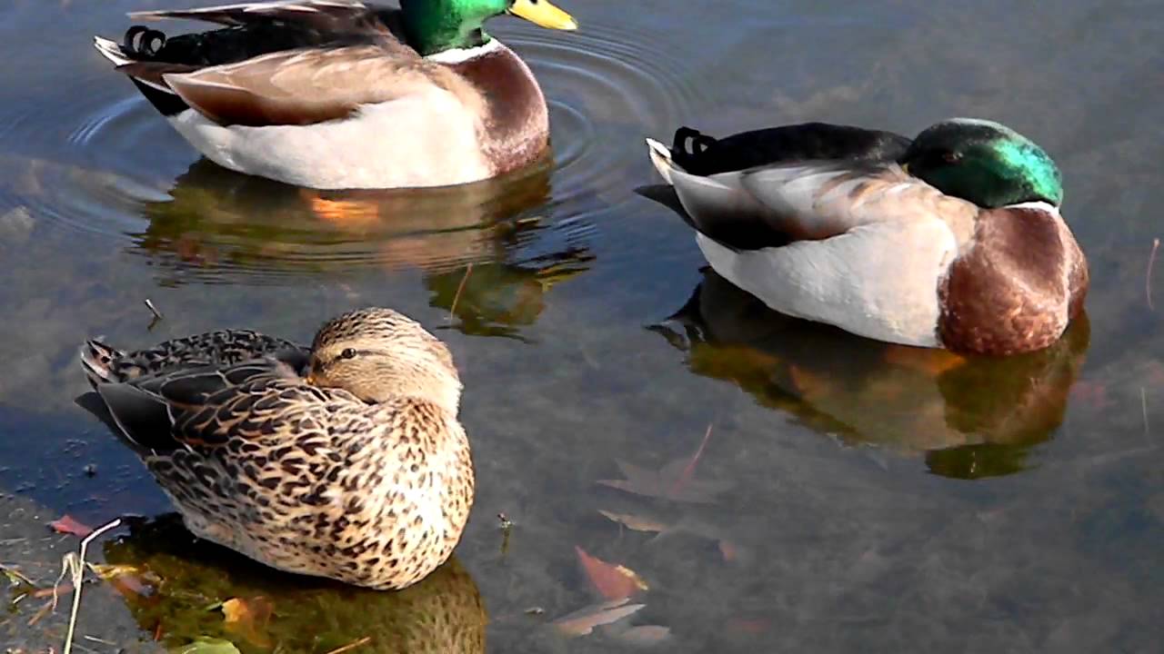 2012 Chandler (Indiana) City Park - Mallard Ducks (Anas platyrhynchos ...