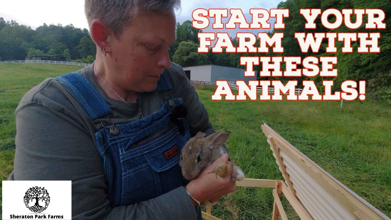 EASY Beginner Farm Enterprise - Pastured Rabbit - YouTube
