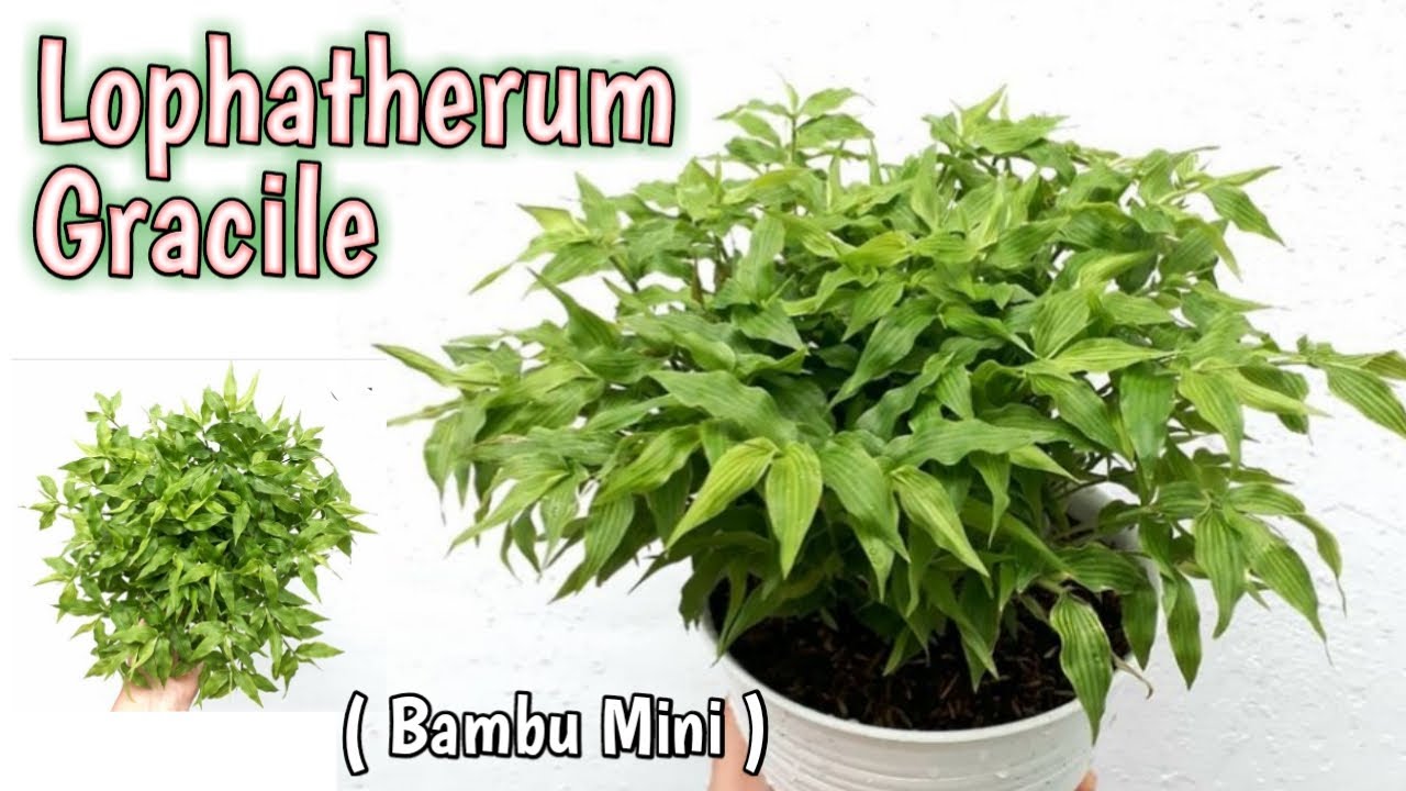 Tanaman Hias Lophatherum Gracile Brongn ( Rumput Bambu ) - YouTube