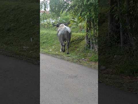 Let's go field #kerbau #buffalo #animals #hewan