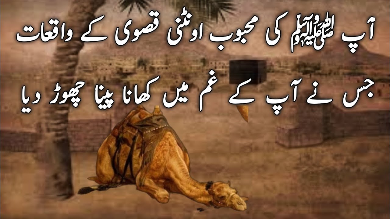 ap SAW ki ontni qaswa | camel of prophet Muhammad SAW | seerat un nabi ...