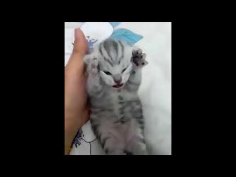 Dramatic Kitten Meme Template | Screaming Cat Meme
