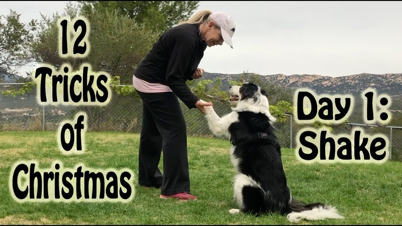 12 Tricks of Christmas: Day 1 - Shake - YouTube