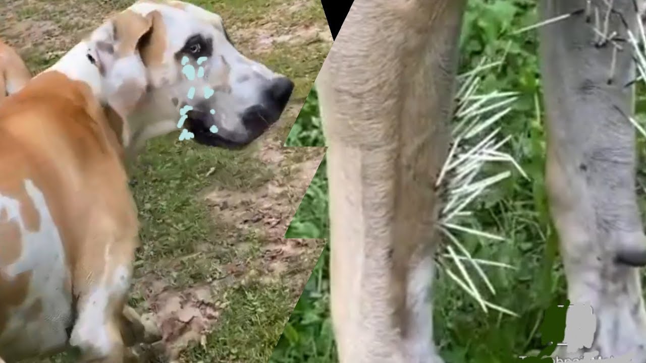 great dane in severe pain walk went wrong Boxer fight - YouTube