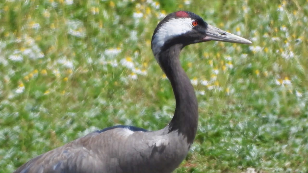 Robbie Garnett Hide - Slimbridge - YouTube