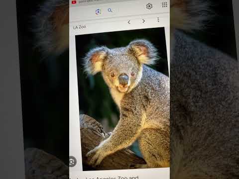 The Wiggles Koala La La Song - YouTube