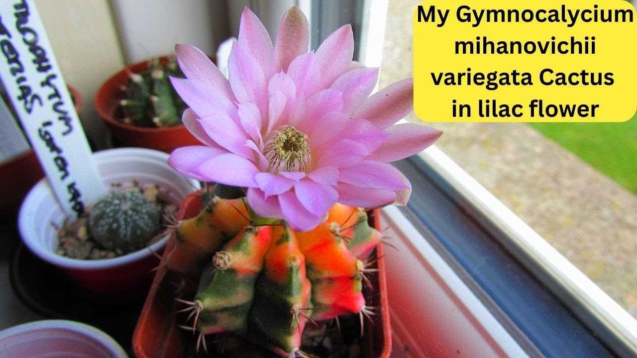 My Gymnocalycium mihanovichii variegata Cactus in gorgeous lilac Flower ...