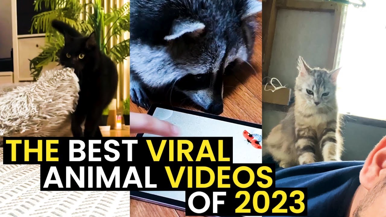 The Best Viral Animal Videos - Of The Year | TOP 30 - YouTube