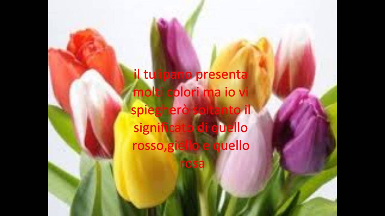 Il significato dei tulipani - YouTube