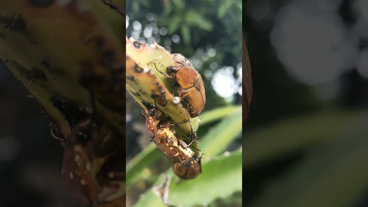 Dragon fruit pest.. - YouTube
