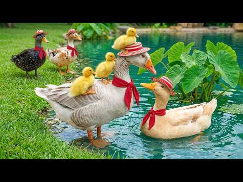 🦆 99% Feel Happier Watching These Adorable Ducklings 💗 Relax Your Mind, Lift Your Mood & Find Calm