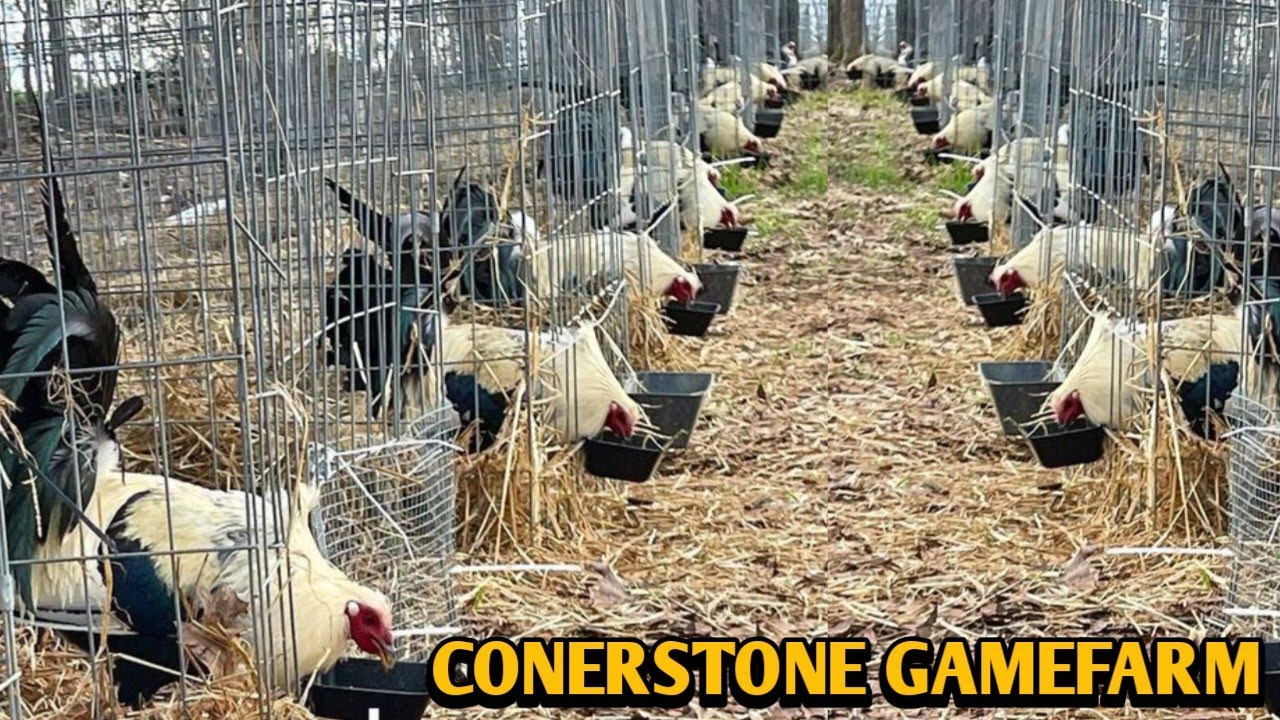 Beautifull Birds - CONERSTONE FARM - YouTube