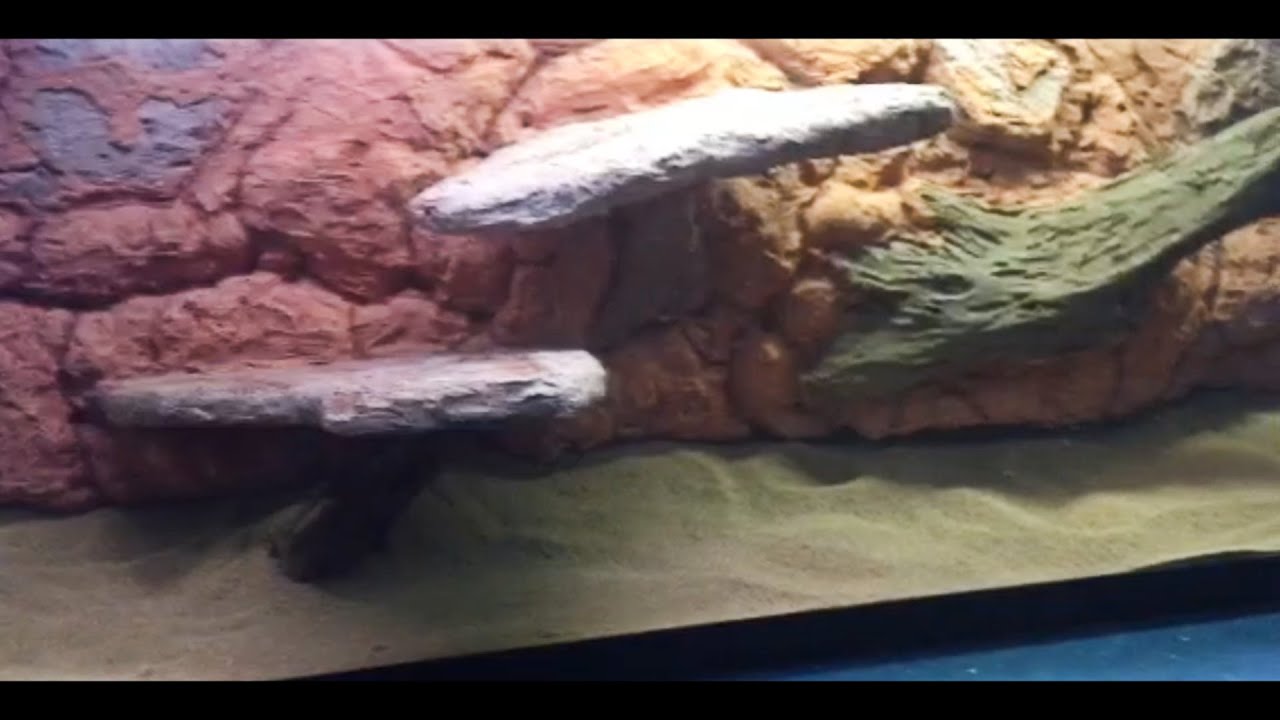Custom Bearded Dragon Desert Style 55 Gallon Tank - YouTube