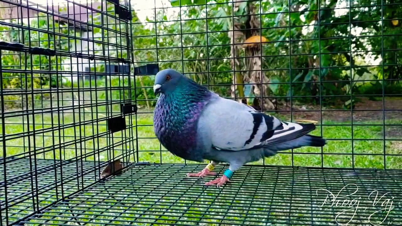 Cuban Pouter - Blue Bar White Feather - YouTube