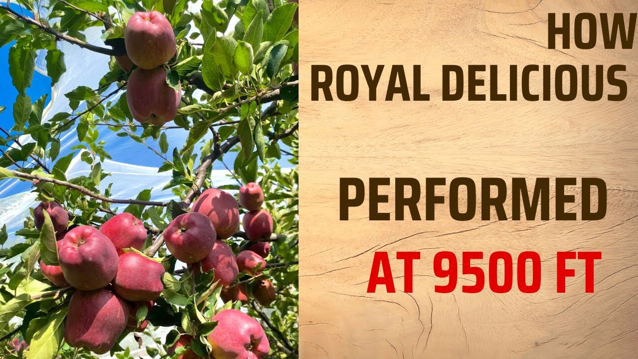 Royal delicious 🍎Performance at 9500 ft - YouTube