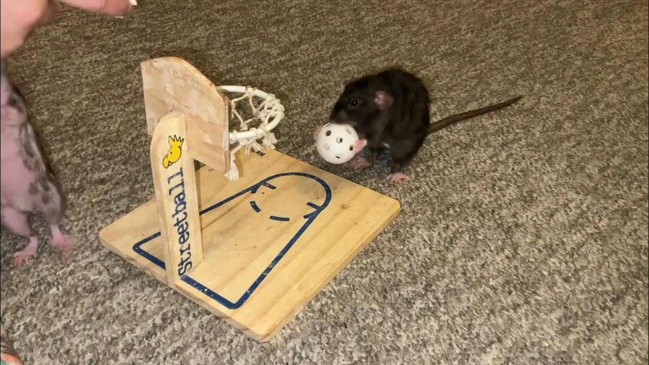 My smart pet rat Cracker learning basketball! - YouTube