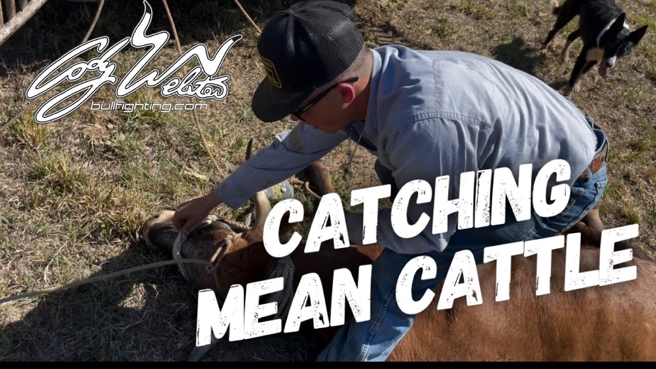“Catching Cattle for the BULLSCHOOL” - Behind the chutes #55 - YouTube