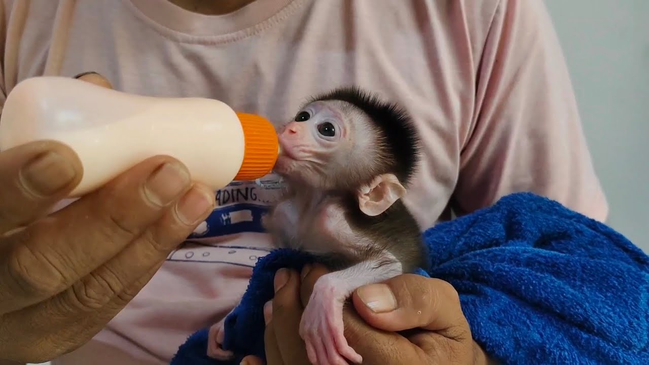 Mickey's disabled monkey baby is very energetic, his appetite increases ...