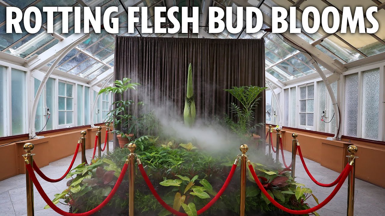 LIVE: Ultra-rare 'Corpse Flower' that stinks of ROTTING FLESH blooms ...