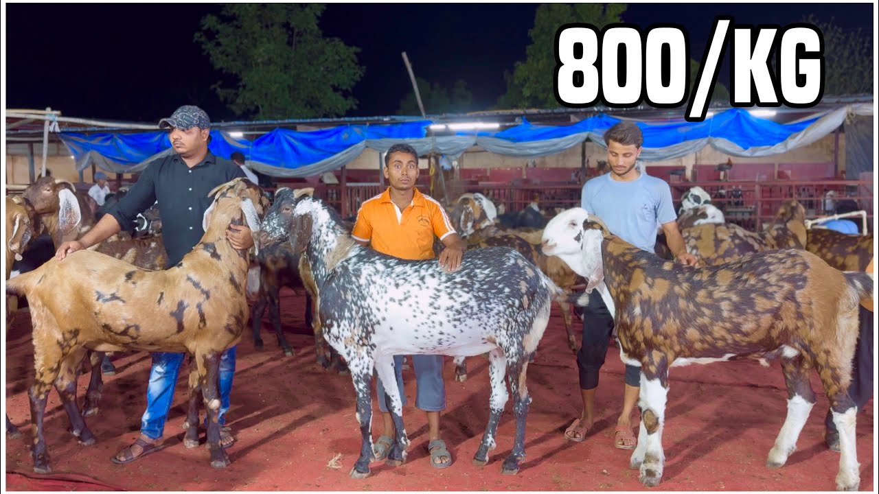 800/KG Big Khassi Goats (100 KG+) at Sanjari Goat Farm Padgha Near ...