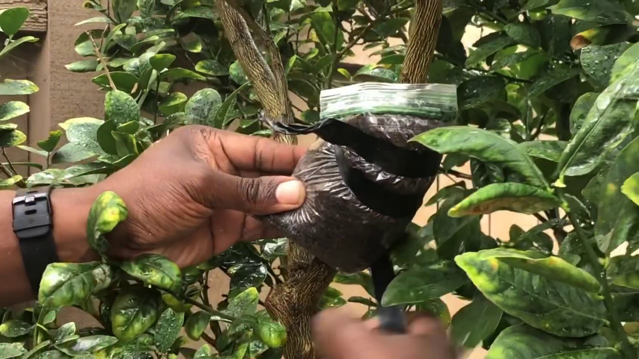 How to Air Layer Citrus Trees with and easy technique - YouTube
