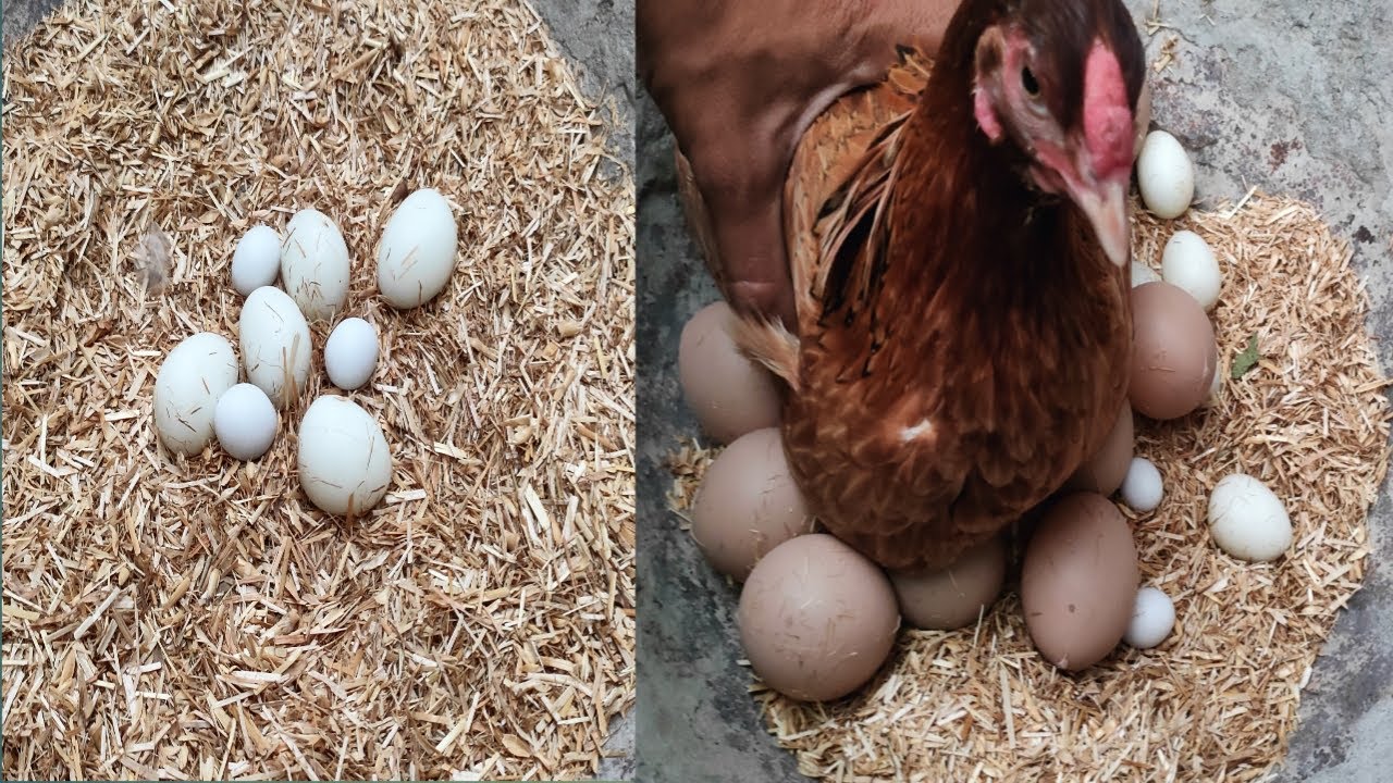 Hen Harvesting Love Bird Eggs To Chicks | Putting Parrots Eggs Under ...