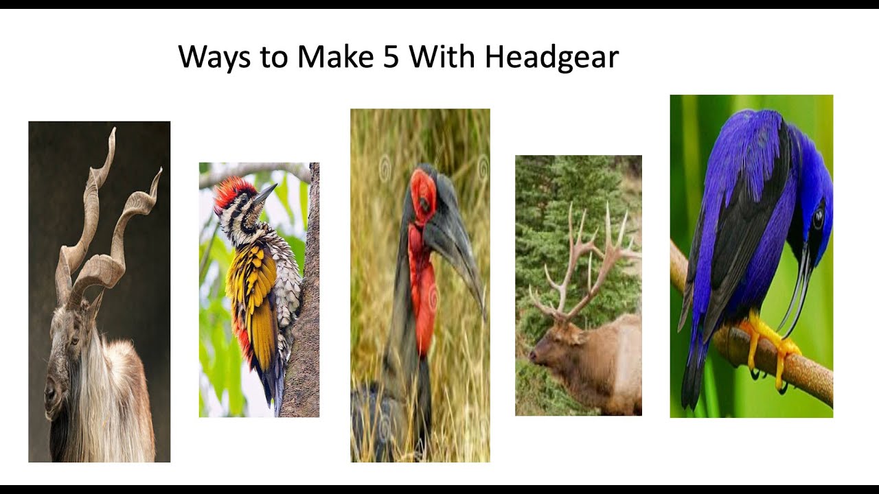 Fun With Numbers by Adding Ways to Make 5 With Animal Head and Tail ...