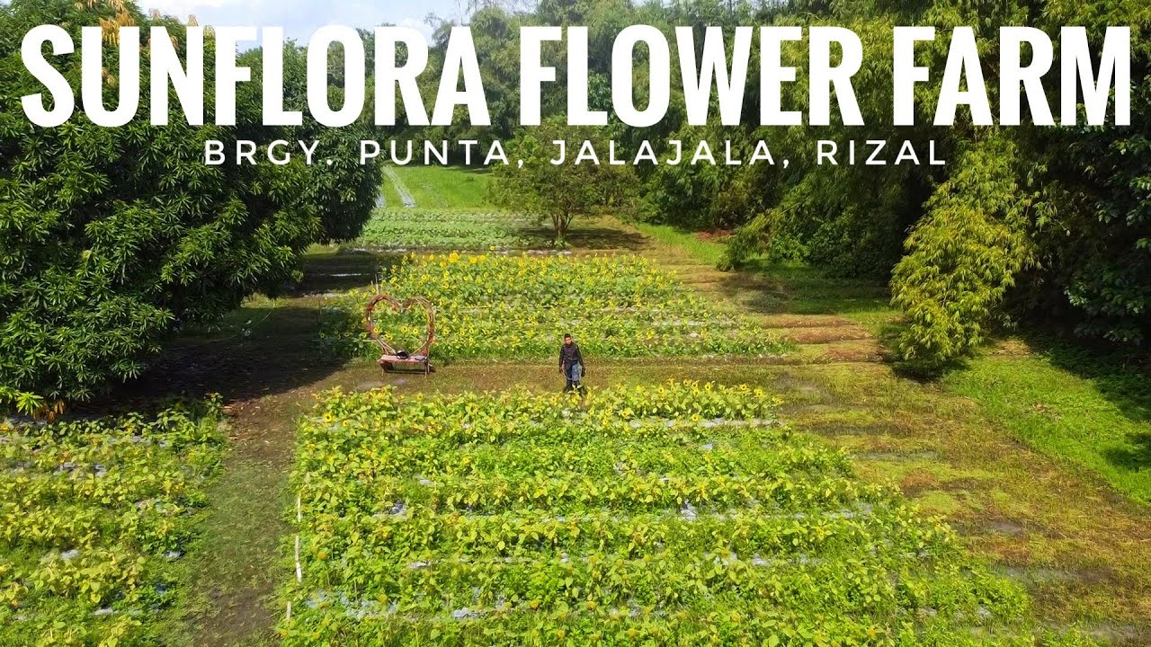 Sunflora Flower Farm at Jalajala, Rizal - YouTube