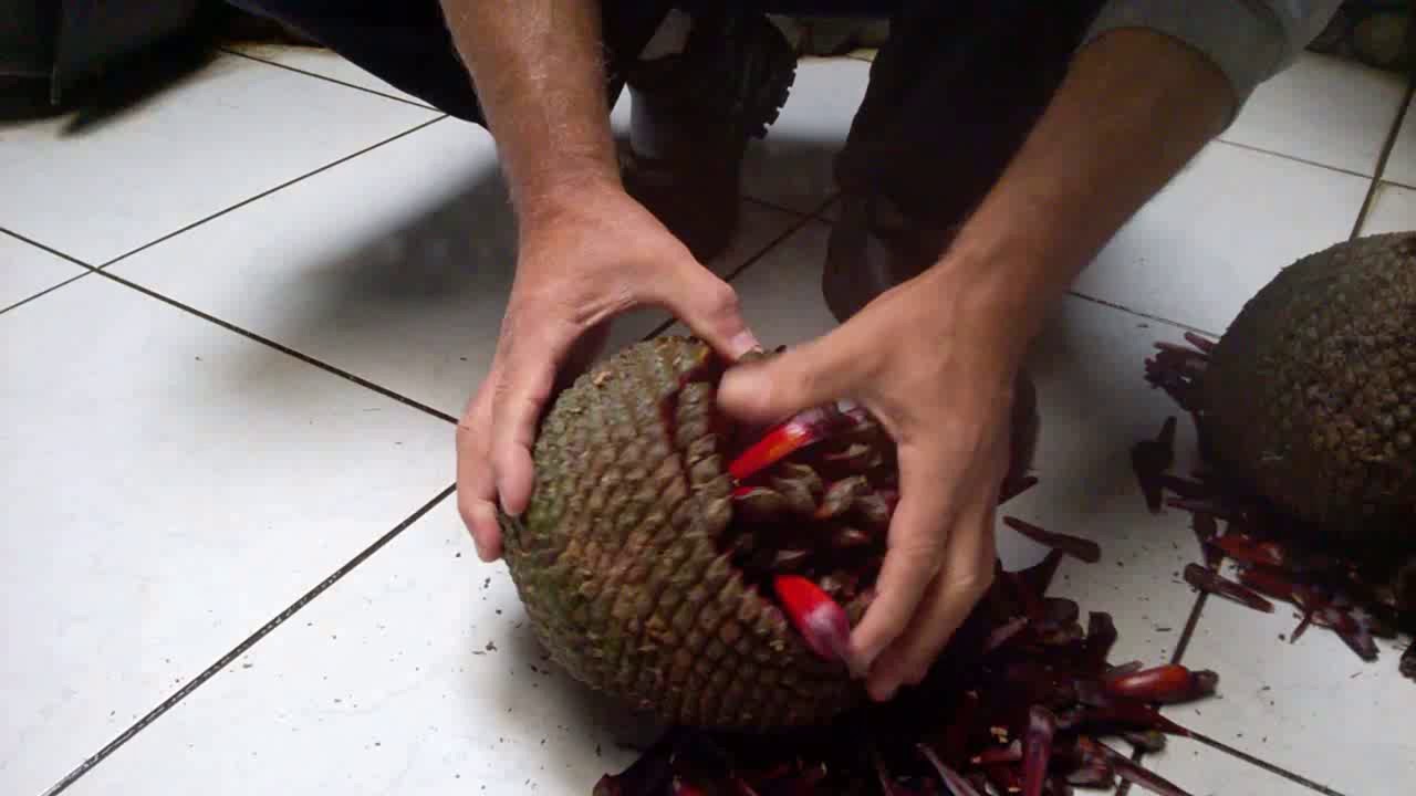 Pinhão - Pinha Pinheiro araucária WP 20150120 003 - YouTube