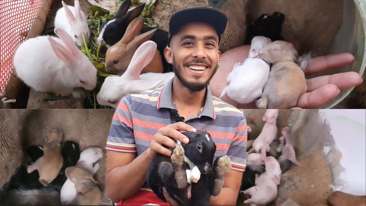 ছাদ ভরে গেছে খরগোশের বাচ্চা দিয়ে । roof is full of baby rabbits । Onik with pets - YouTube