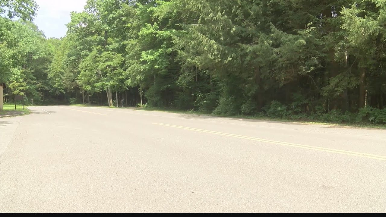 Firewood cutting restricted to protect endangered bat species - YouTube