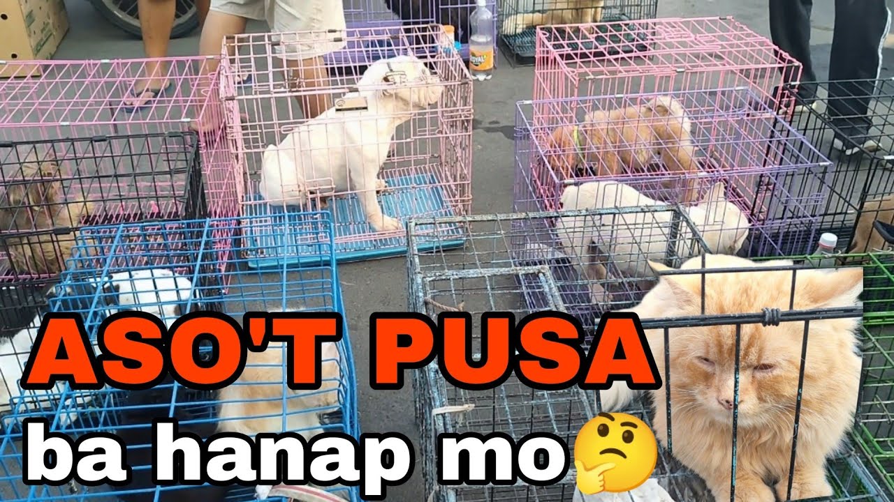 BILIHAN NG ASO AT PUSA DITO SA PANGASINAN @ SAN CARLOS CITY - YouTube