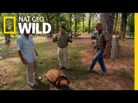 Gator Snapper Bite Force | Dangerous Encounters - YouTube