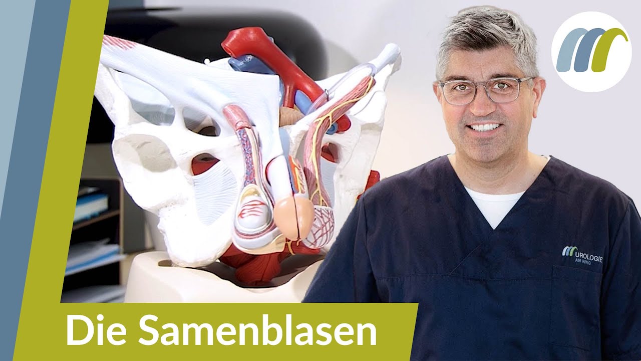 Samenblasen: Das tun sie und so erkennt man Probleme mit ihnen. - YouTube